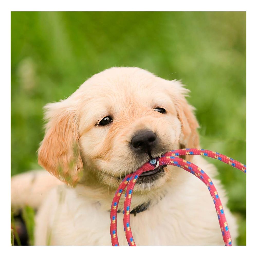 Soga Compacta Basica para Mascota de Multicolor Y+Stickers | plazaVea - plazaVea