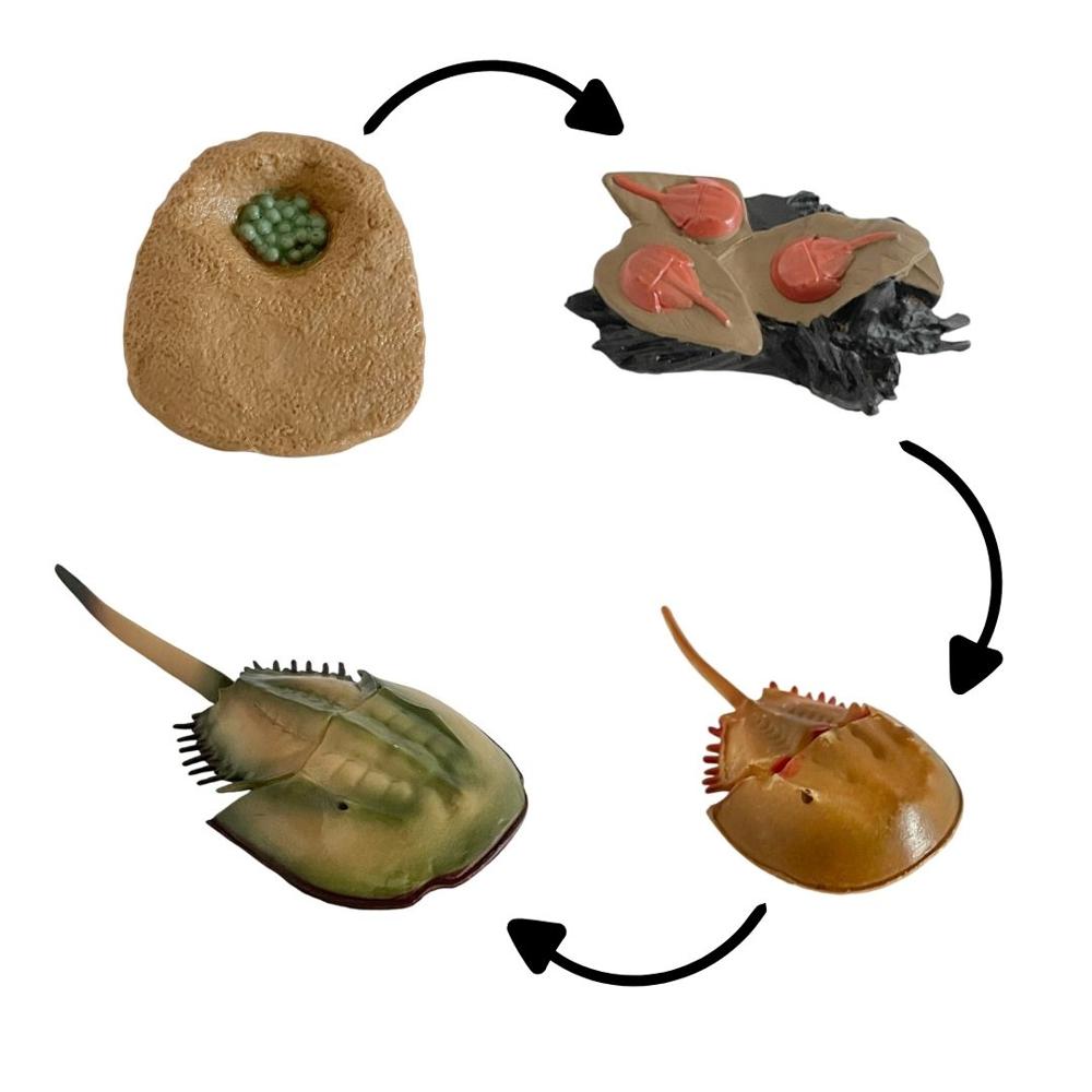 Ciclo de vida del cangrejo cacerola chanitos biologia montessori ...