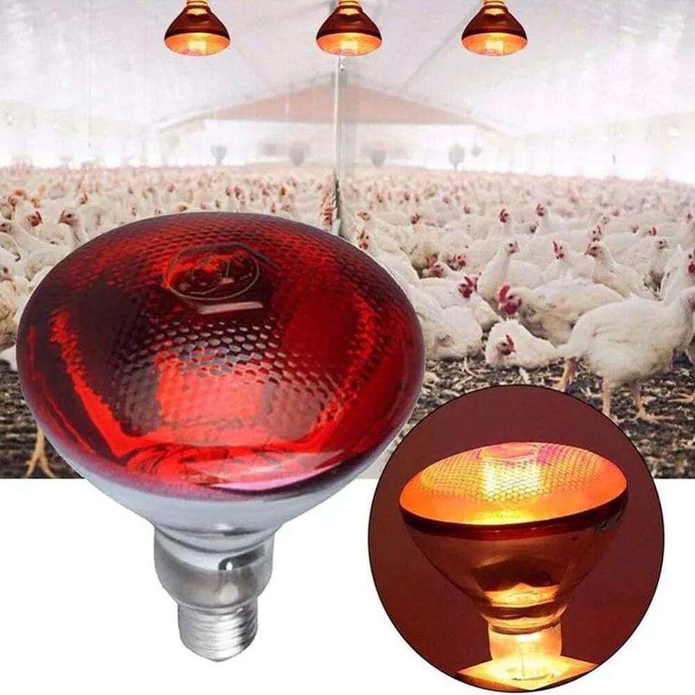 Foco Infrarrojo Calefacción Para Cerdos Perros Pollos 100w Pack X12 ...